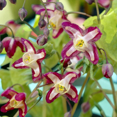 Carbeth Plants 1 X Epimedium Rubrum Bare Root - Red & Yellow Bicolour ...