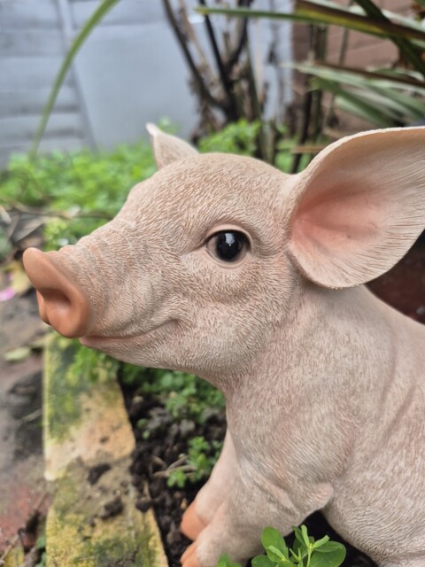 Vivid Arts Baby Piglet Resin Ornament Realistic Farm Animal Statue by ...