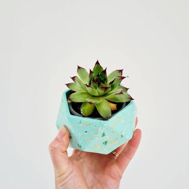 Mint Green Terrazzo Plant Pot Handmade Jesmonite Succulent Planter by ...