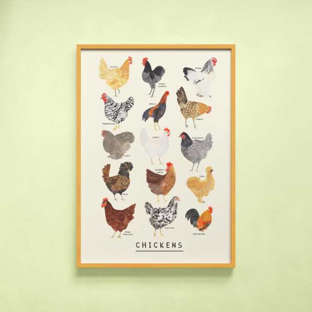 Chickens Type Print - Chicken Identification Breeds Hen Cockerel Chicks ...