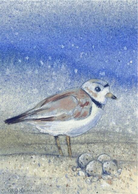 Piping Plover With Nest & Eggs Watercolor Painting, Lake Michigan ...