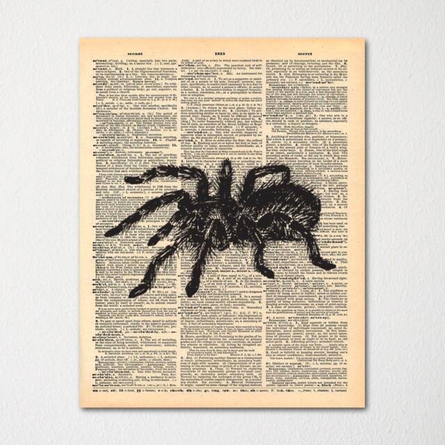 Tarantula Dictionary Art Print/Vintage Paper by Etsy | ufurnish.com