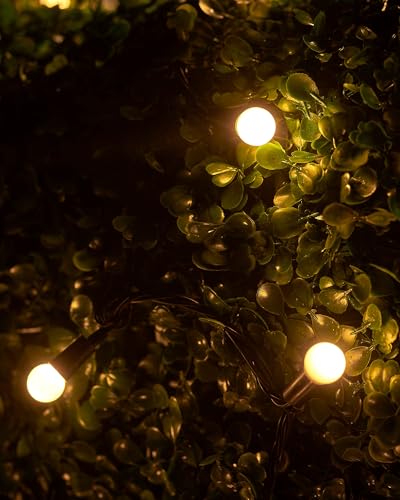 LED Berry Lights, Black Cable by Amazon | ufurnish.com