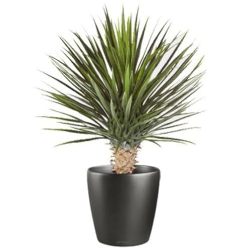 Leaf Design UK Artificial Yukka Tropical House Plant by Amazon ...