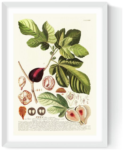 East End Prints Ficus White Frame Art Print - A3 by Argos | ufurnish.com