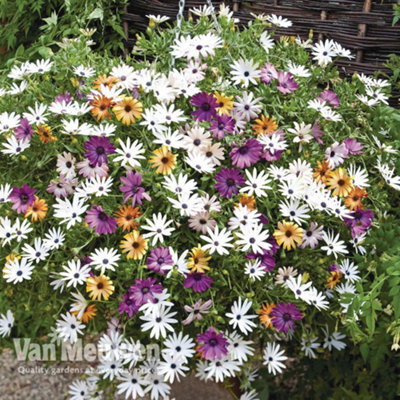 Thompson & Morgan Osteospermum Trailing Falling Stars 20 Postiplug ...