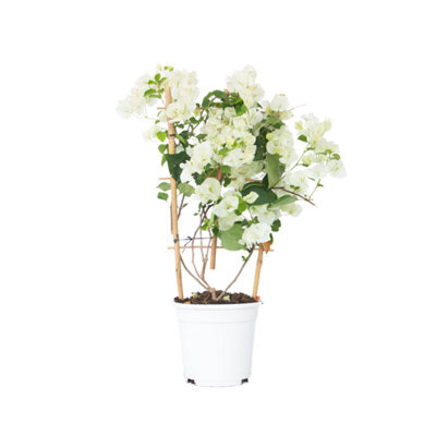 Plant in a Box Paper Flower - Bougainvillea Dania - Height 50-60Cm ...