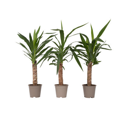 Plant in a Box Common Yucca - 3 Pcs. - Yucca Elephantipes - Height 50 ...