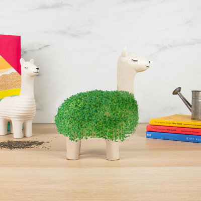 Llama Ceramic Planter With Seeds Growing Kit by B&Q | ufurnish.com