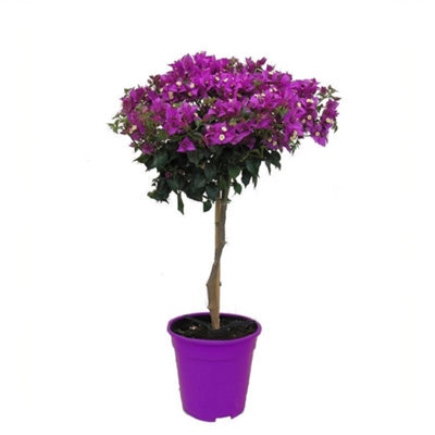 Plant in a Box Paper Flower - Bougainvillea Alexandra - Height 50-60Cm ...