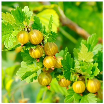 10 Yellow Gooseberry Plants/ Uva Crispa Hinnonmakii' 3-5 Branches ...
