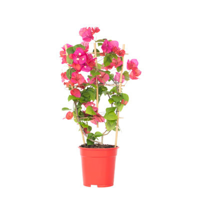 Plant in a Box Paper Flower - Bougainvillea Dania - Height 50-60Cm ...