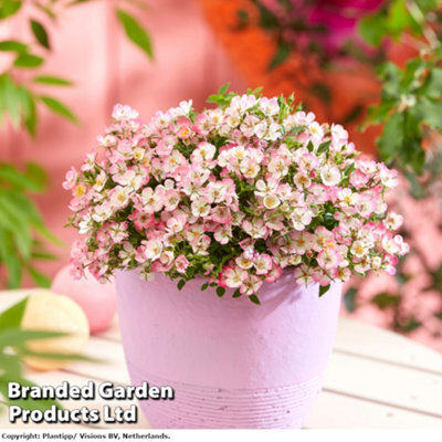 Thompson & Morgan Rose (Rosa) Cutie Pie (Patio Or Ground Cover) 12Cm ...