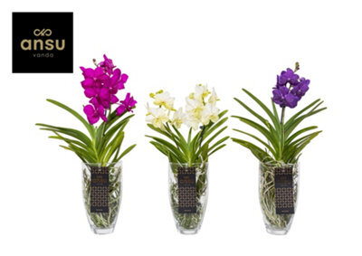 Vanda Mixed Glas Charlotte, 14Cm Pot Size, 60Cm Tall, Orchid, Indoor ...