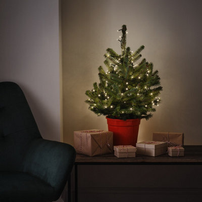 45-65Cm Silver Spruce Pyramid Real Pot Grown Christmas Tree by B&Q ...