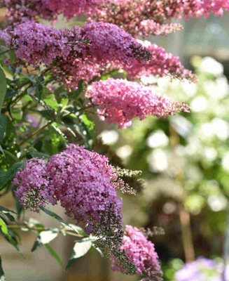 Hayloft Buddleja Cascade Duo - 1 Pink, 1 Violet In 1L Pots by B&Q ...