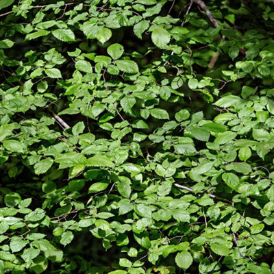 You Garden Hazel Hedge Corylus Avellana Set Of 25 Bare Root Hedges 40 ...