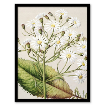 Artery8 Sarah Featon Framed Wall Art New Zealand Brachyglottis Hectorii ...