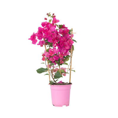 Plant in a Box Paper Flower - Bougainvillea Dania - Height 50-60Cm ...