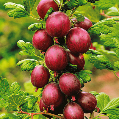 Gardeners Dream Ribes Uva-Crispa Hinnonmaki Red - Gooseberry Fruits ...