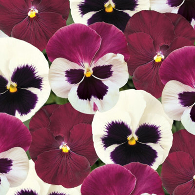Gardeners Dream Pansy Raspberry Sundae Colourful Flowering Garden Ready ...