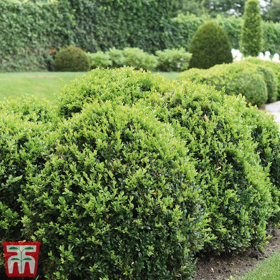 Thompson & Morgan Box Hedging - Evergreen Buxus Sempervirens 9Cm Potted ...