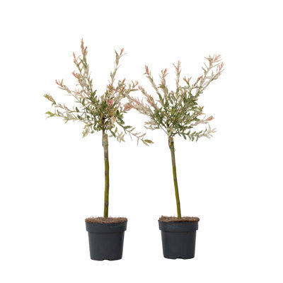 Plant in a Box Flamingo Willow - 2 Pcs. - Salix Integra Flamingo ...