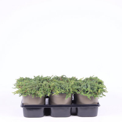 Jun Com Green Carpet, 15Cm Pot Size, 25Cm Tall, Juniper, Indoor ...