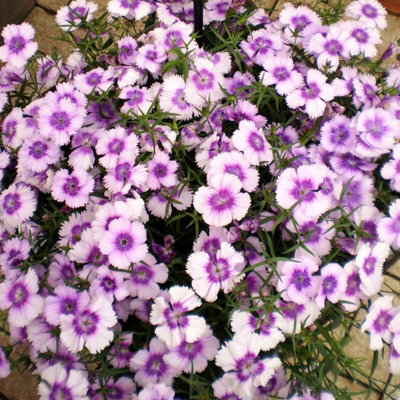 Carbeth Plants Dianthus Sweet William Blueberry Magic Bedding Plants 3 ...