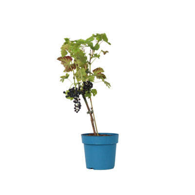 Plant in a Box Common Grape Vine - Vitis Vinifera Nero - Height 60-75Cm ...