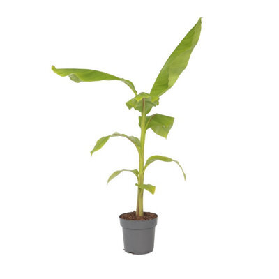 Plant in a Box Hardy Banana - Musa Basjoo - Height 55-70Cm - Pot 21Cm ...