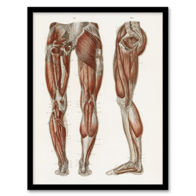 Artery8 Carl Ernst Bock Framed Wall Art Print Leg And Feet Muscle ...