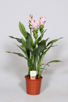 Curcu Al Siam Swing, 15Cm Pot Size, 60Cm Tall, Siam Swing Curcuma ...
