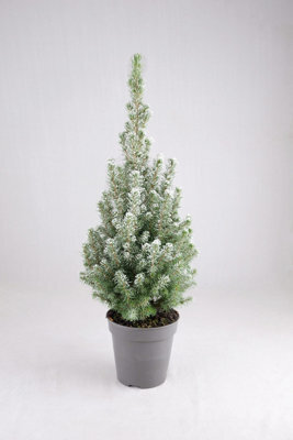 Carbeth Plants Picea Glauca Perfecta Christmas Tree With Snow In 13Cm ...