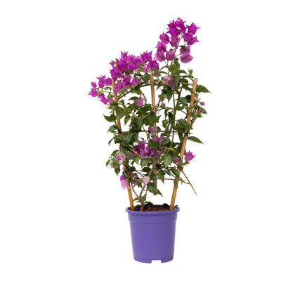 Plant in a Box Paper Flower - Bougainvillea Alexandra - Height 50-60Cm ...