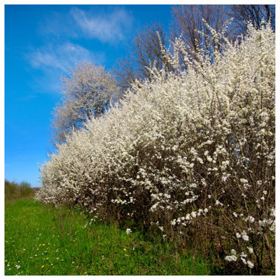10 Blackthorn Hedging 2-3Ft, Prunus Spinosa, Native Flowering Sloe ...