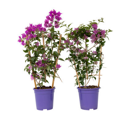 Plant in a Box Paper Flower - 2 Pcs. - Bougainvillea Alexandra - Height ...