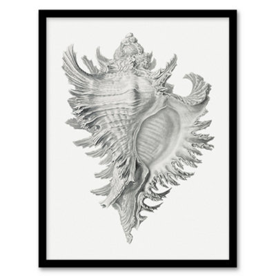 Artery8 Ernst Haeckel Framed Wall Art Print Whelk Sea Snail Shell ...