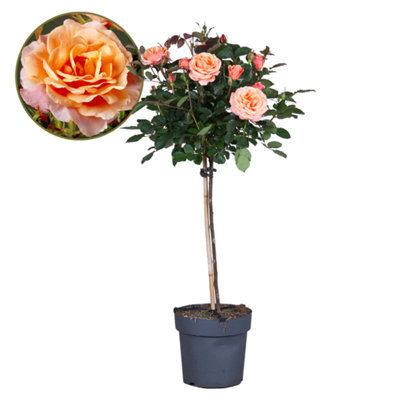 Plant in a Box Palace Rose - Rosa Palace Catherine - Height 80-100Cm ...