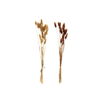 Set of Two Natural Dried Lagarus Bouquets in Cream & Brown by Cherry ...