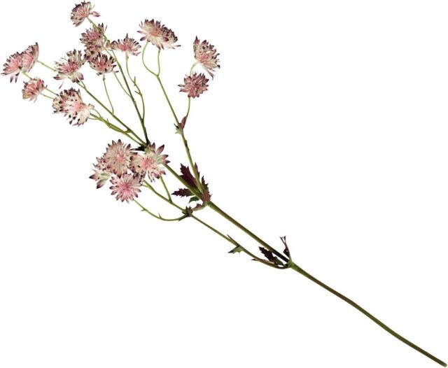 Artificial Single Pink Astrantia Flower Stem - Faux Fake Silk Flower ...
