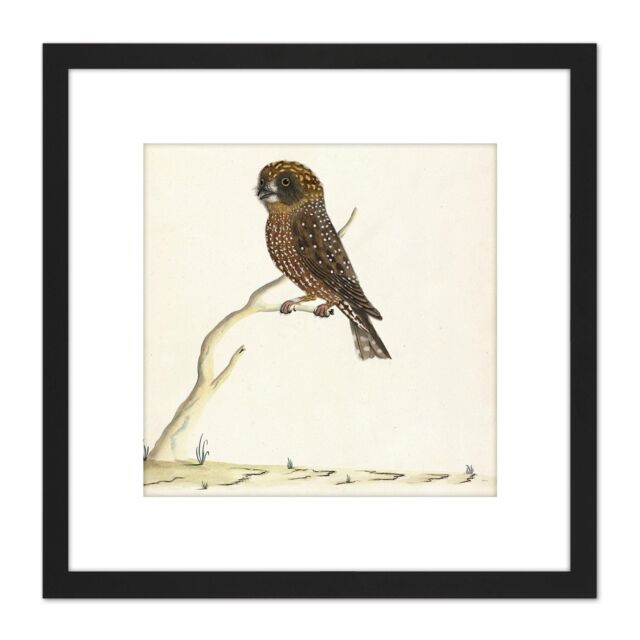 The Sydney Bird Painter Boobook Owl 8X8 Inch Square Wooden Framed Wall ...