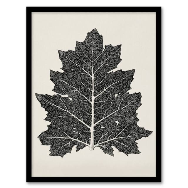 Artery8 Black & White Leaf Drawing Owen Jones Vintage Framed Wall Art ...
