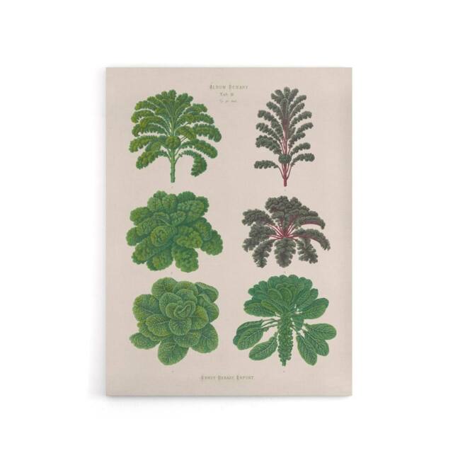 "Artery8 Kales & Brussel Sprouts Ernst Benary Canvas Wall Art Print in ...