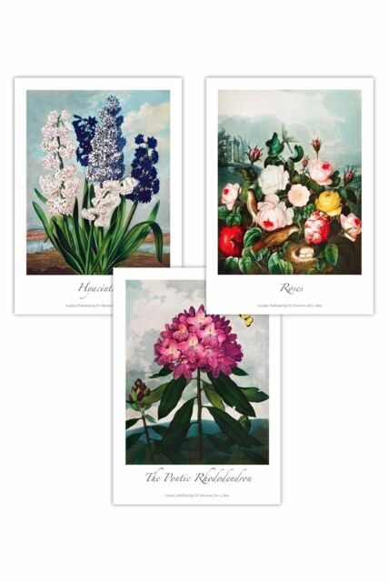 ARTZE Set of 3 Vintage Cottage Garden Flowers Botanical Art Posters in ...