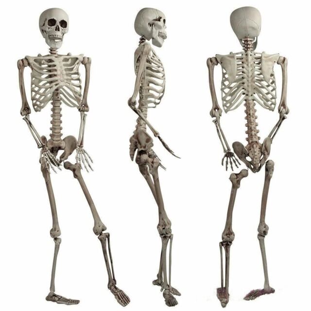 Halloween Decoration Life Size Poseable Skeleton 165cm - Realistic ...