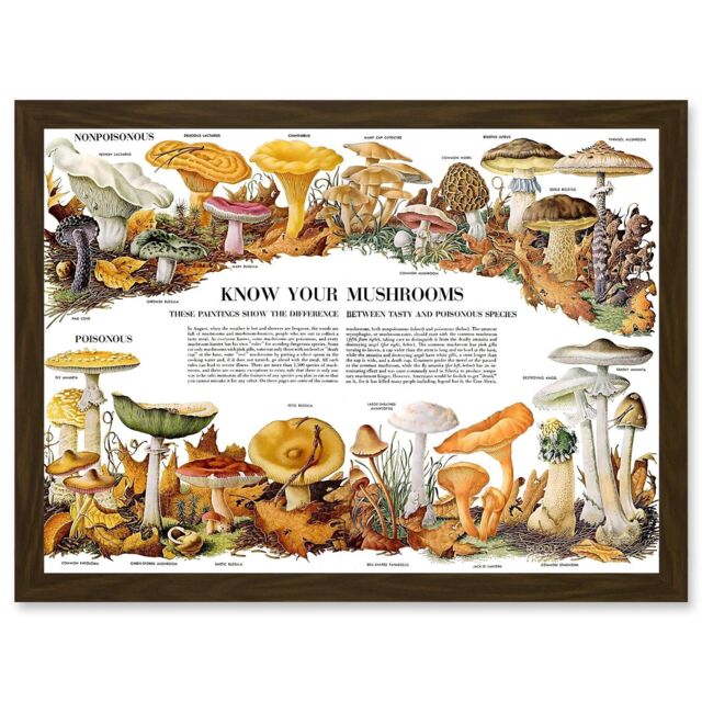 Know Your Mushroom Identifier Chart Mycology Mushroom Fungi Toadstool ...