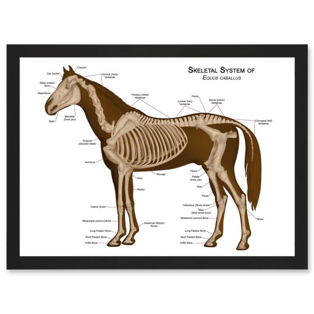 Artery8 Horse Anatomy Diagram Vets Animals Skeleton Bones A4 Artwork ...