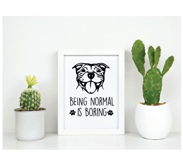 Staffy Being Normal Is Boring Inspirational Quote in Frame by Debenhams ...