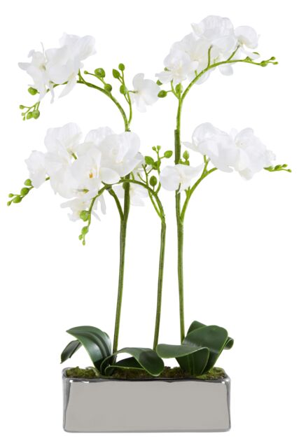 Orsina Fiori White Orchid Plant in Rectangular Pot in Silver by ...